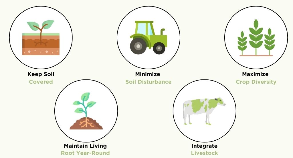 Soil Rejuvenation: 5 Core Principles Of Restoring Healthy Soil