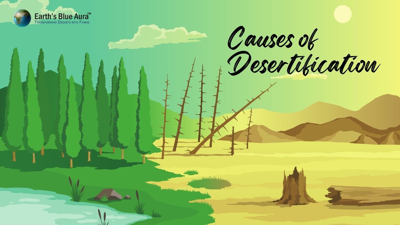 What Is Desertification? Causes, Effects, And Solutions